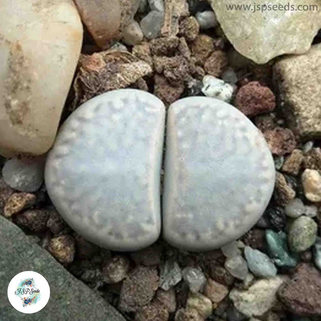 Lithops amicorum C410 [RARE] / 40 seeds (Living Stones) – JSPSeeds