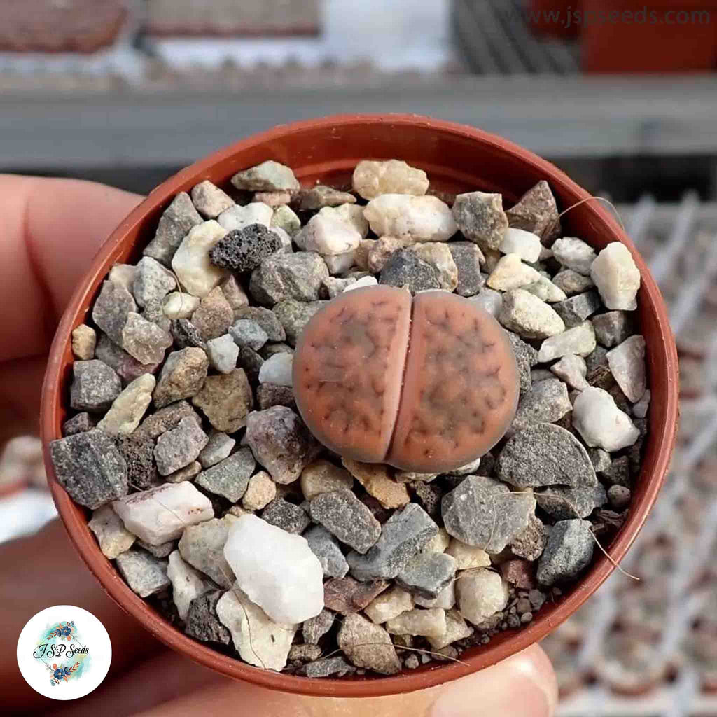 Lithops karasmontana ssp bella / 40 seeds (Living Stones) – JSPSeeds