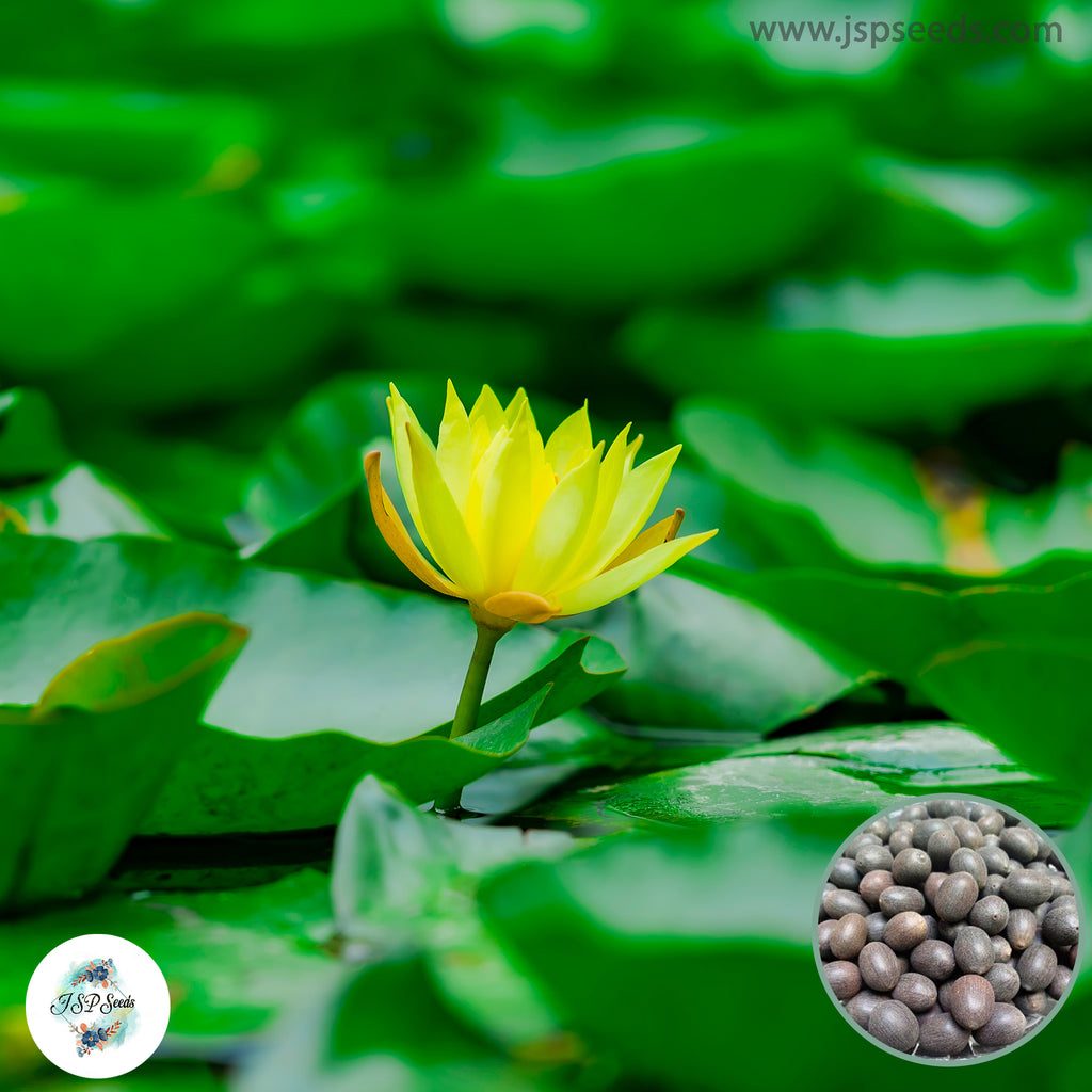 15 Thai Heirloom Lotus flower Bonsai Seeds Water Plants (Original Thai ...