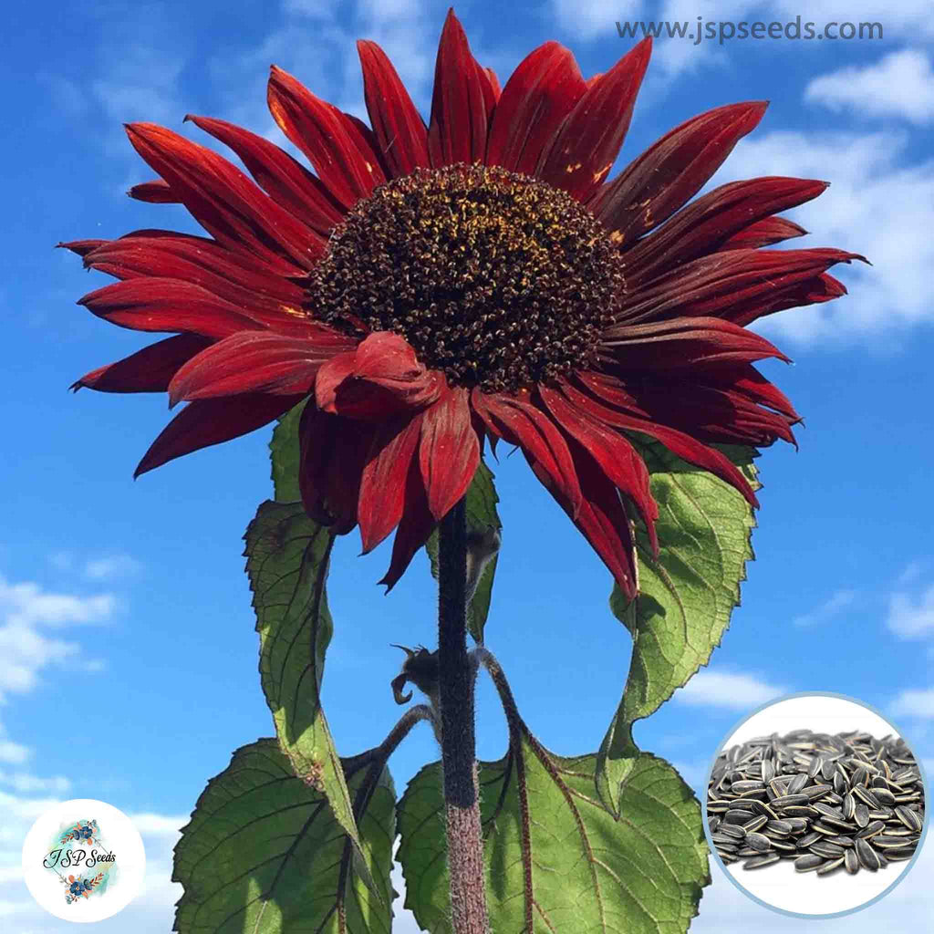 50 Red Sun Sunflower Seeds – JSPSeeds