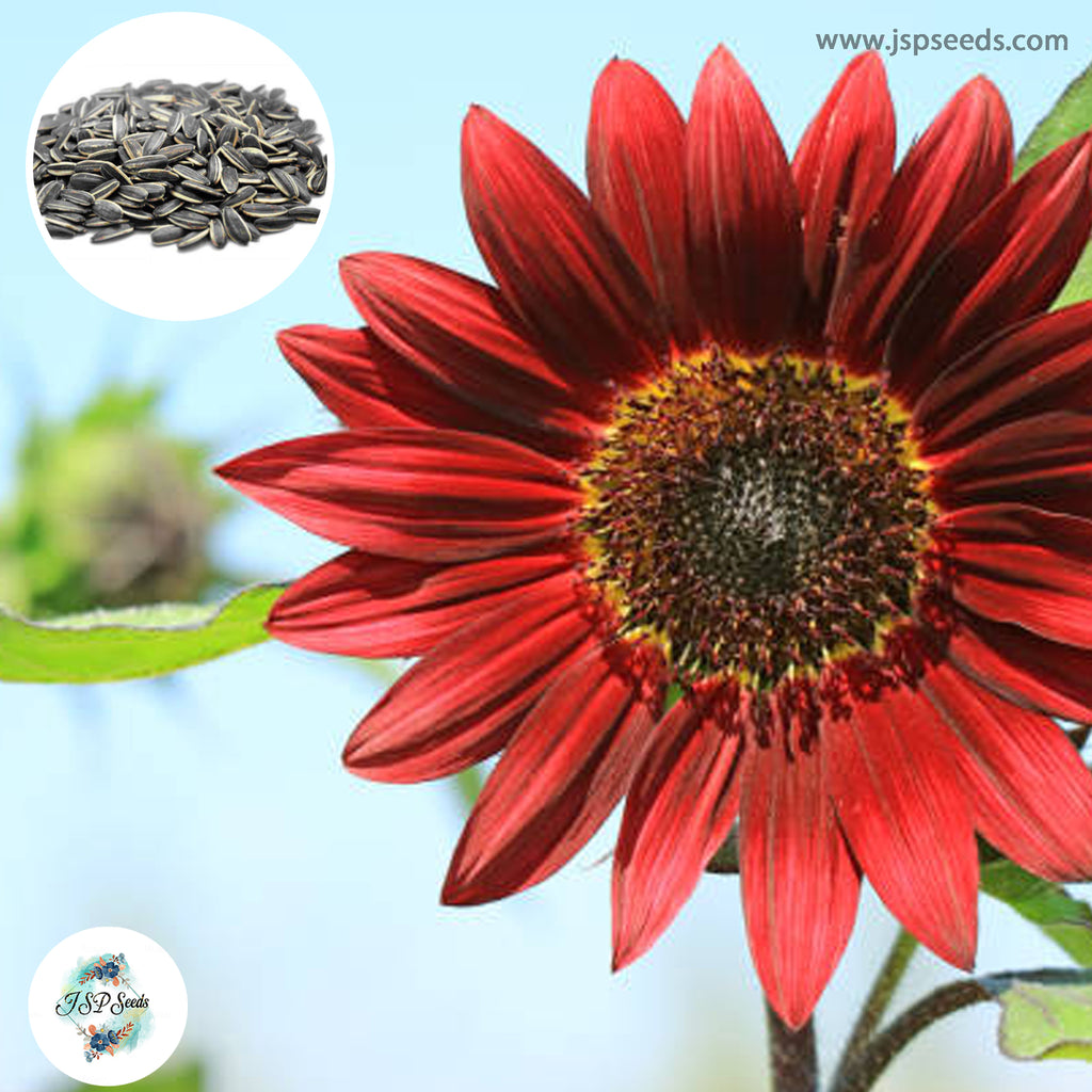 50 Red Sunflower Seeds (Flower Plants) – JSPSeeds