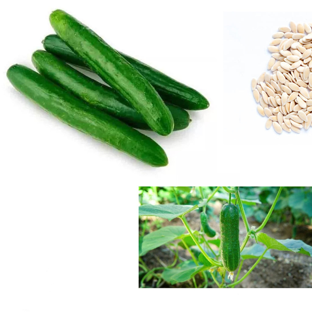 100 Japanese Mini Cucumber Organic Heirloom Seeds | Vegetable Potted ...