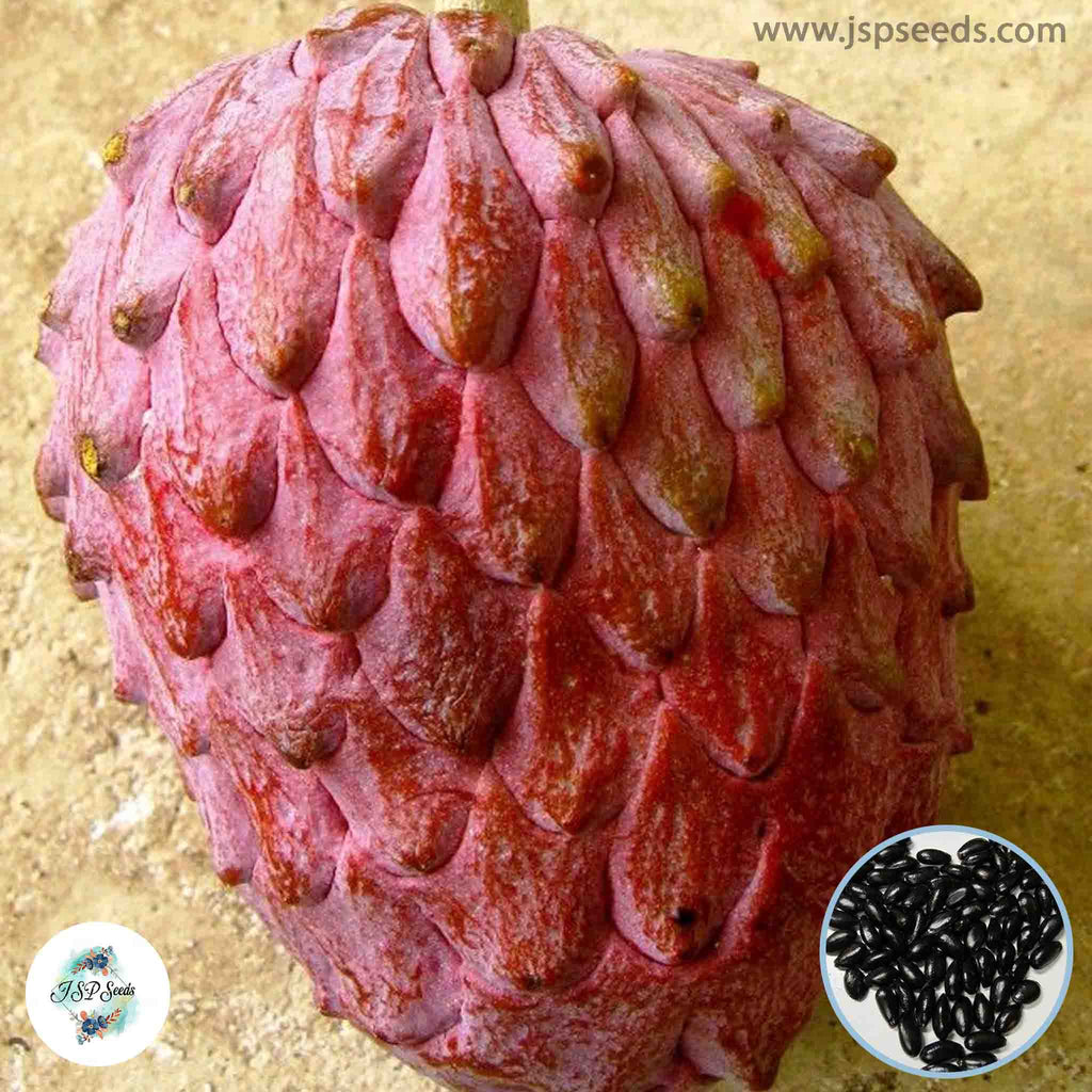 30 Red Israel Sugar Apple Custard Apple Seeds Annona Seeds Ceylon Seed ...