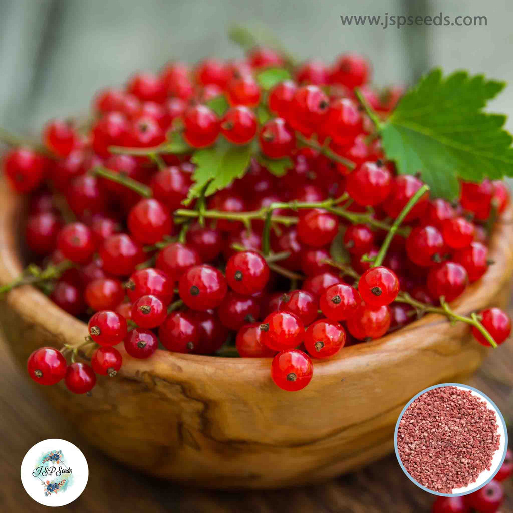 30 Red currant Seeds – JSPSeeds