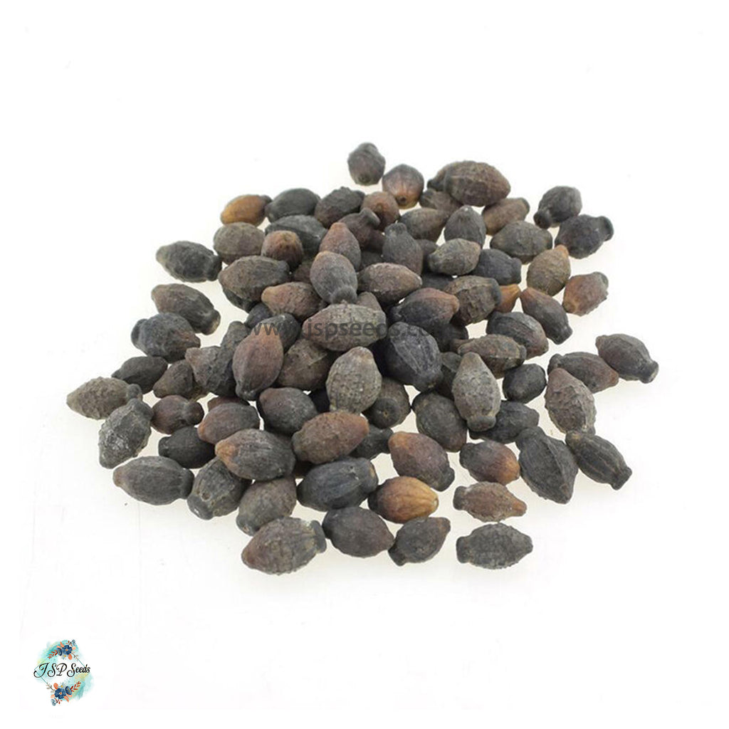 20 Cape White Jasmine Seeds Gardenia Jasminoides Seed | nhancing the ...