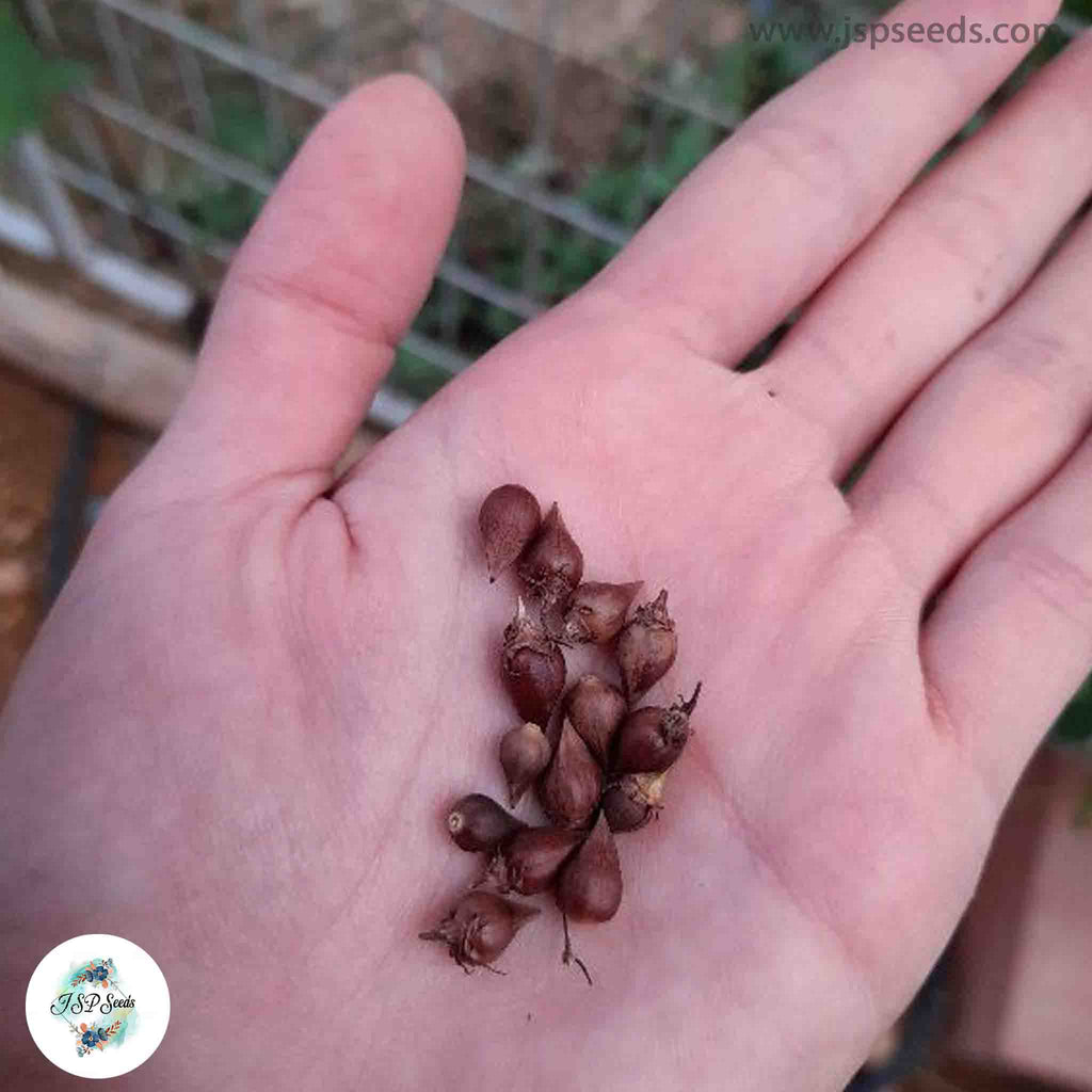50 Mexican Creeper Pink Coral Vine Antigonon Leptopus Chain of Love Se ...