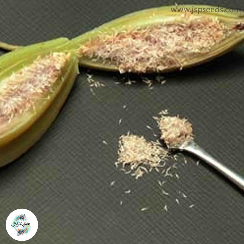 50 Red Miltonia Orchid flower Seeds (Flower Garden Potted Plants)Thail ...