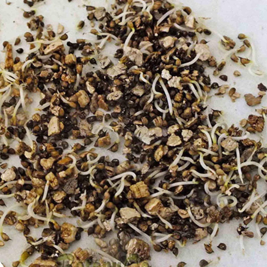 100 Ranunculus Asiaticus Flower Mixed Potted Home Garden Buttercup Pla ...