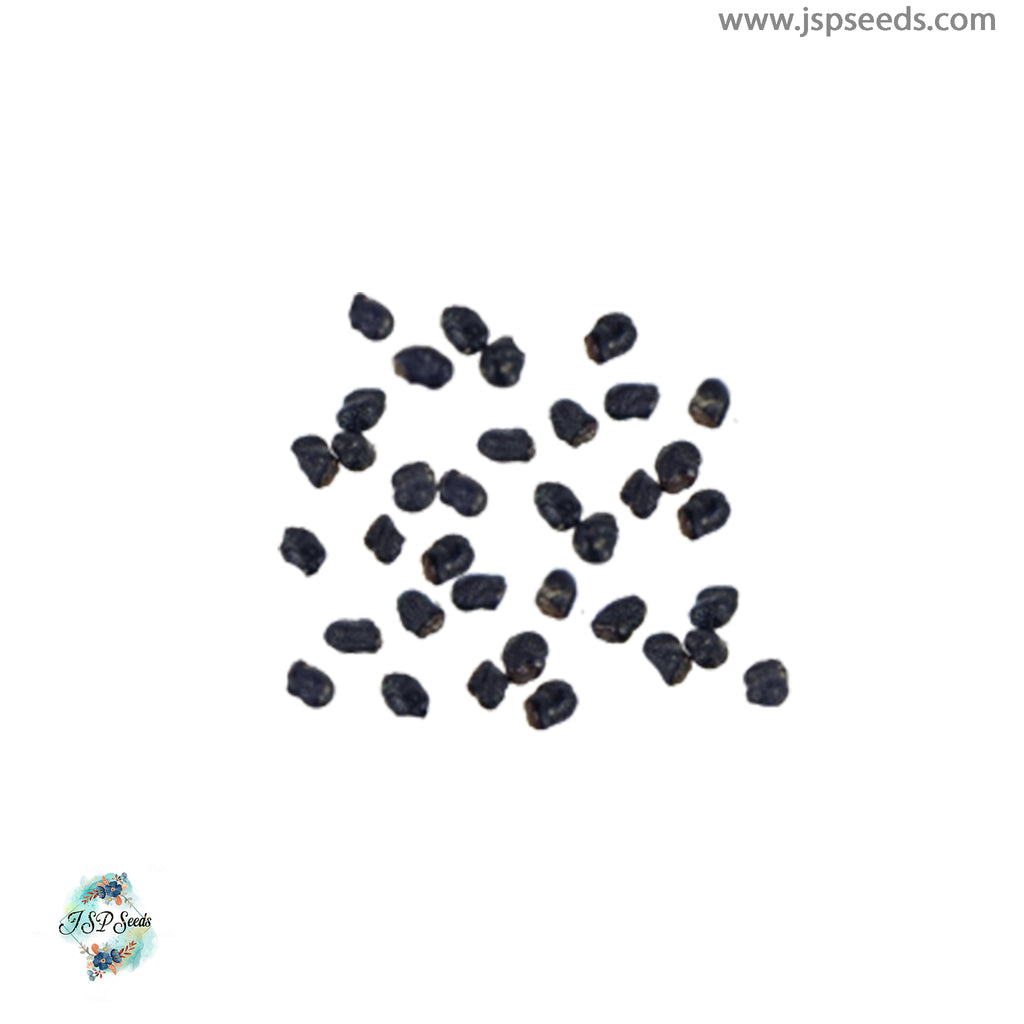 40 Seeds Mammillaria amoena Cactus Succulent seeds – JSPSeeds