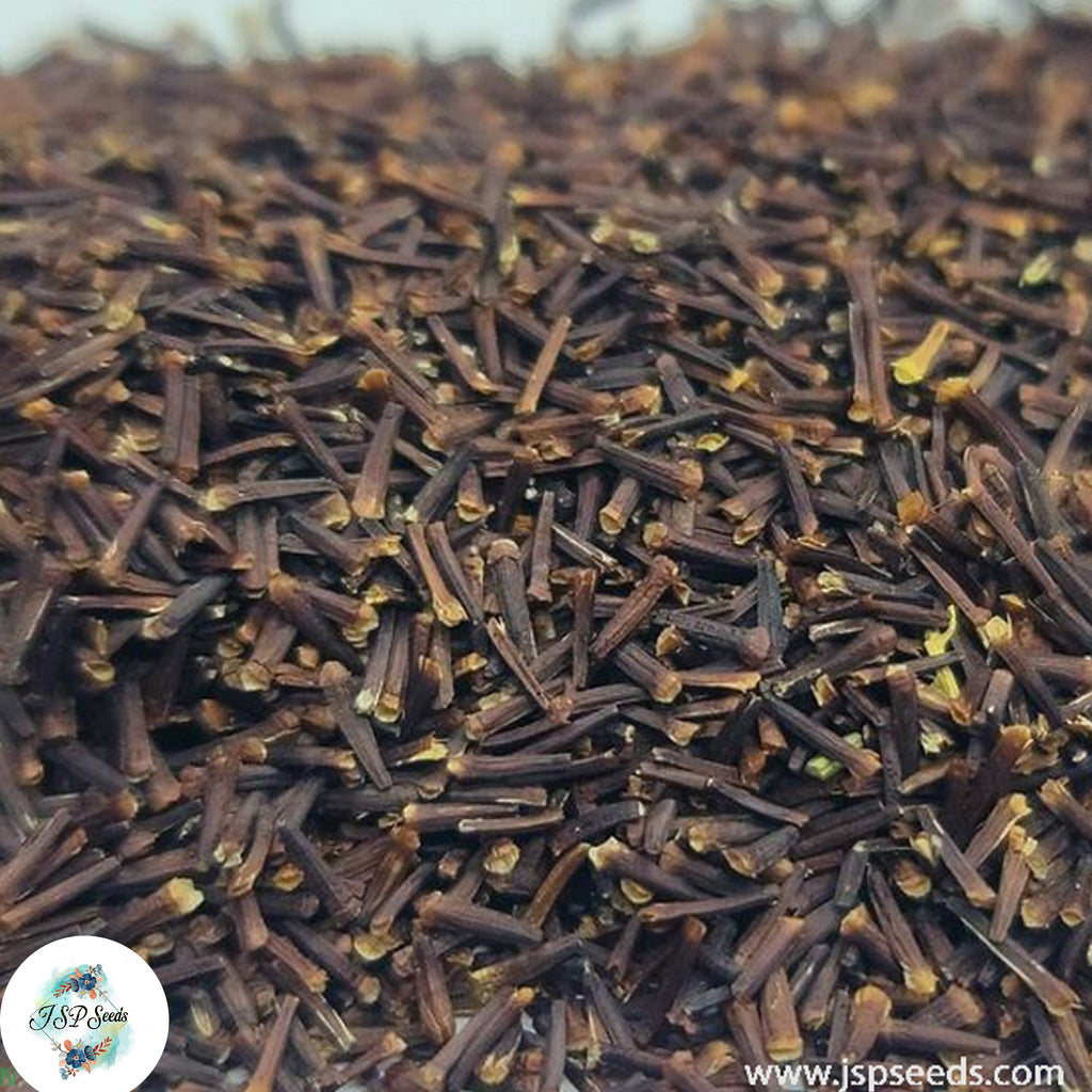 200 Ammobium Alatum Seeds | A hardy plant, though in harsh or frosty ...
