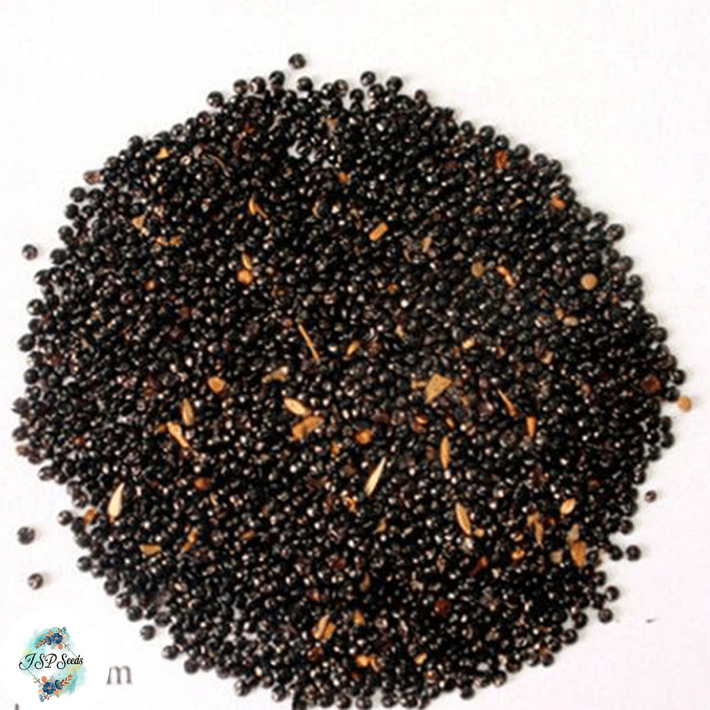 200 Yellow Fire Celosia Seeds Celosia plumosa Annual Blooms Flowering ...
