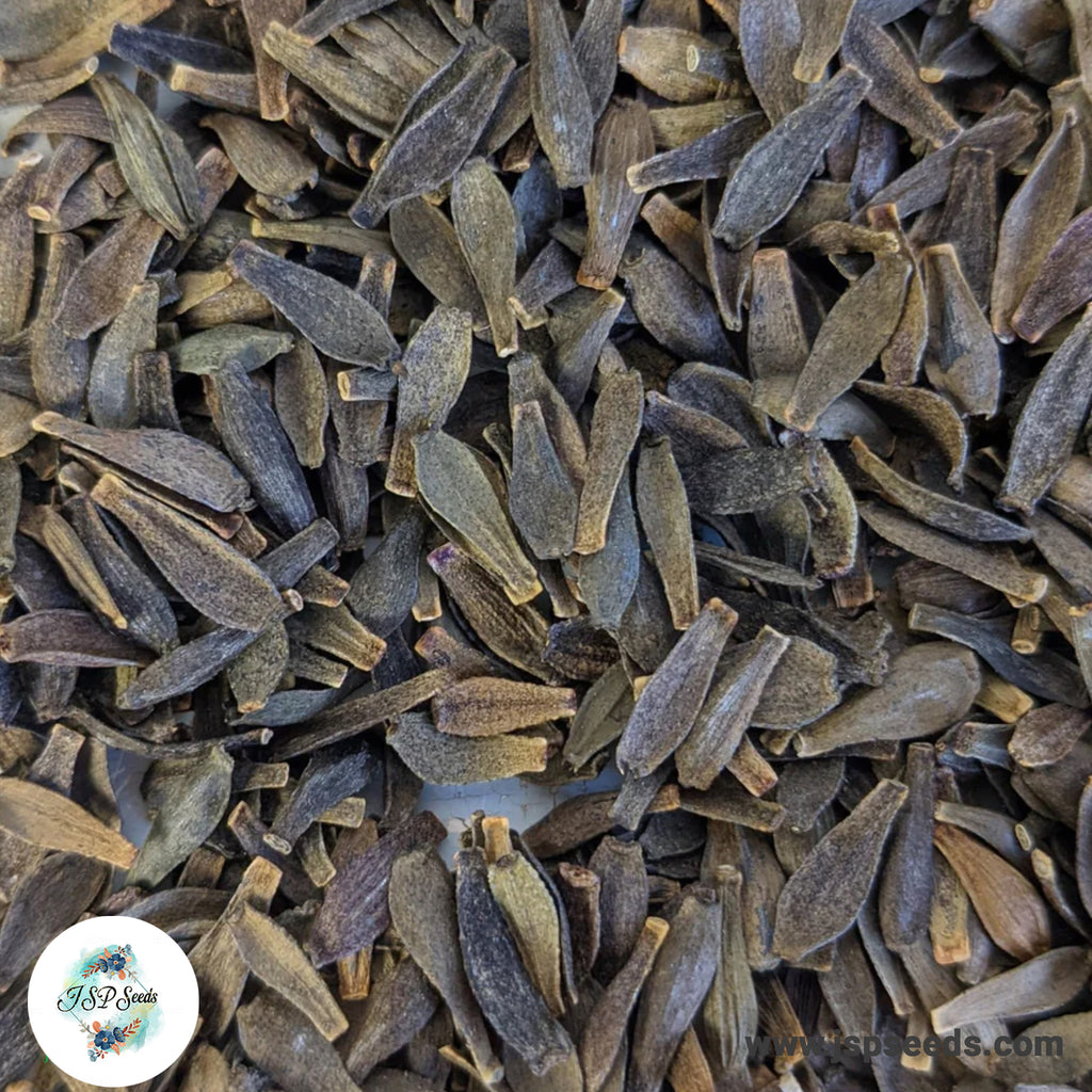 50 Vulcan Dahlia Seeds (Flower Garden Potted Plants) – JSPSeeds