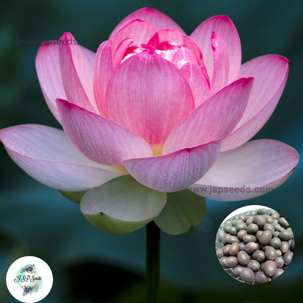 20 Thai Lotus flower Bonsai Original Thai Seeds No.040 – JSPSeeds