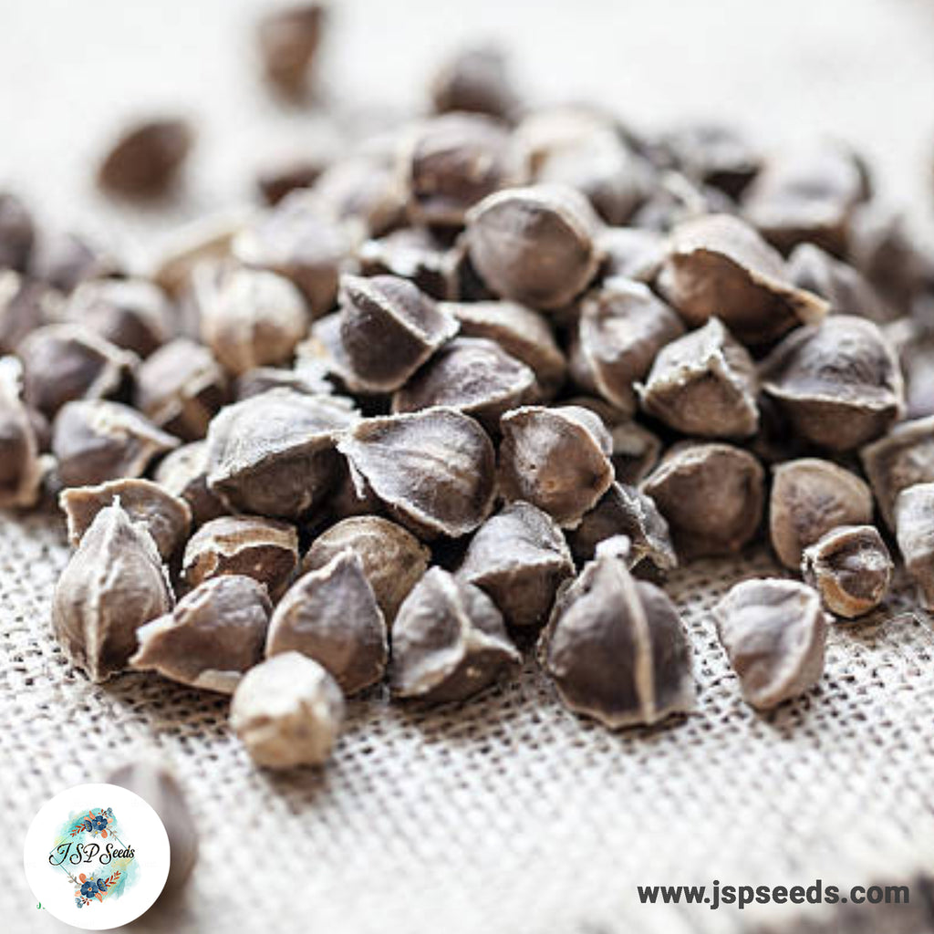 50 Moringa oleifera Lam Seeds (Asia Vegetable) – JSPSeeds