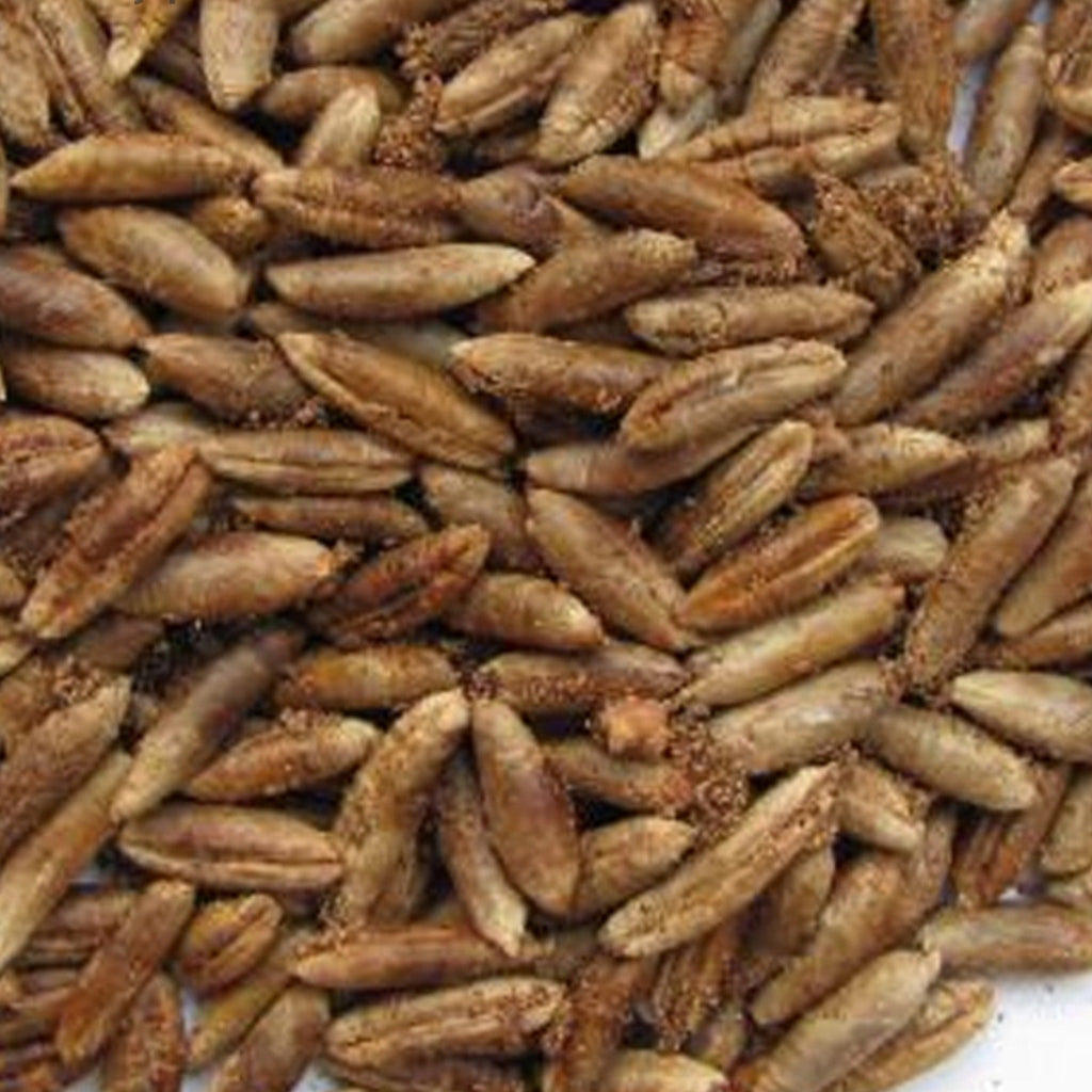 12 Red Barhee Barhi Date Palm Seeds Phoenix dactylifera (Arecaceae) Fr ...