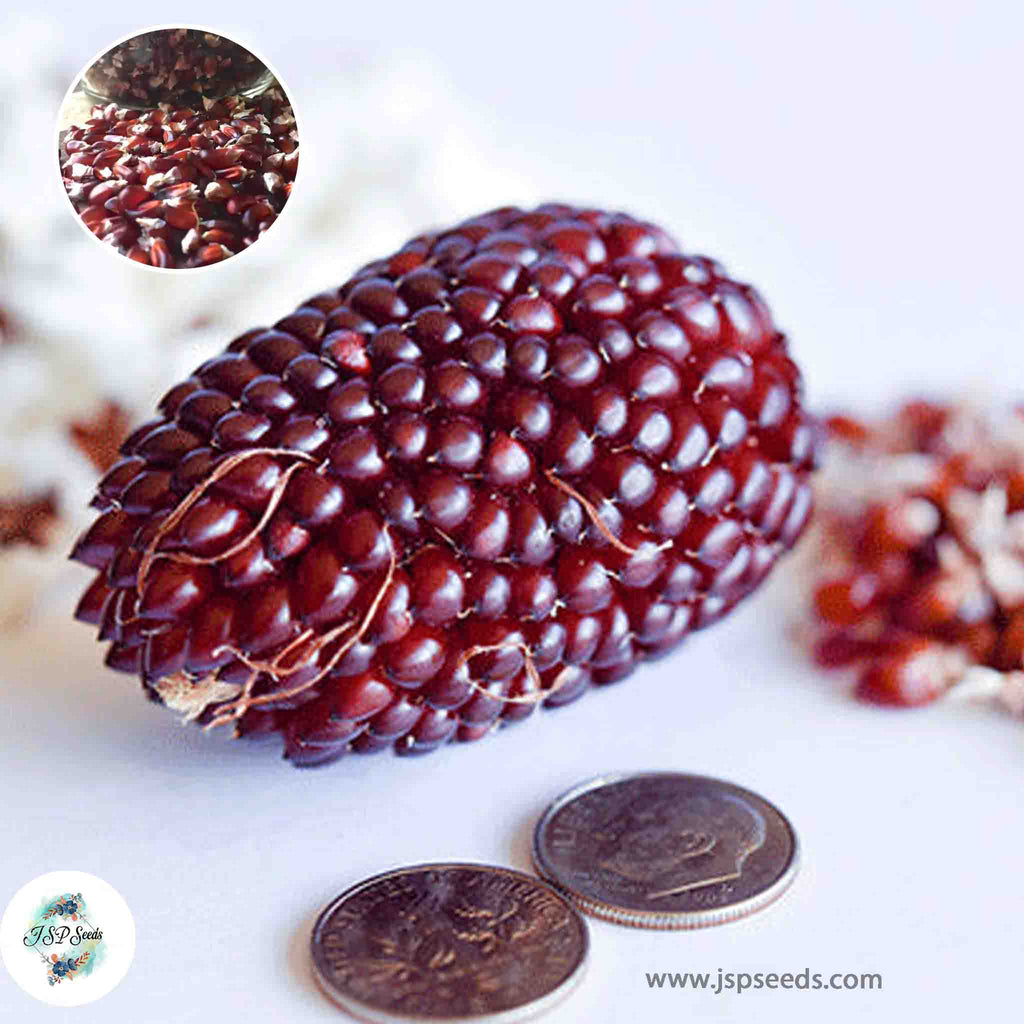 50 Dwarf Strawberry Corn Popcorn Corn Seeds – JSPSeeds