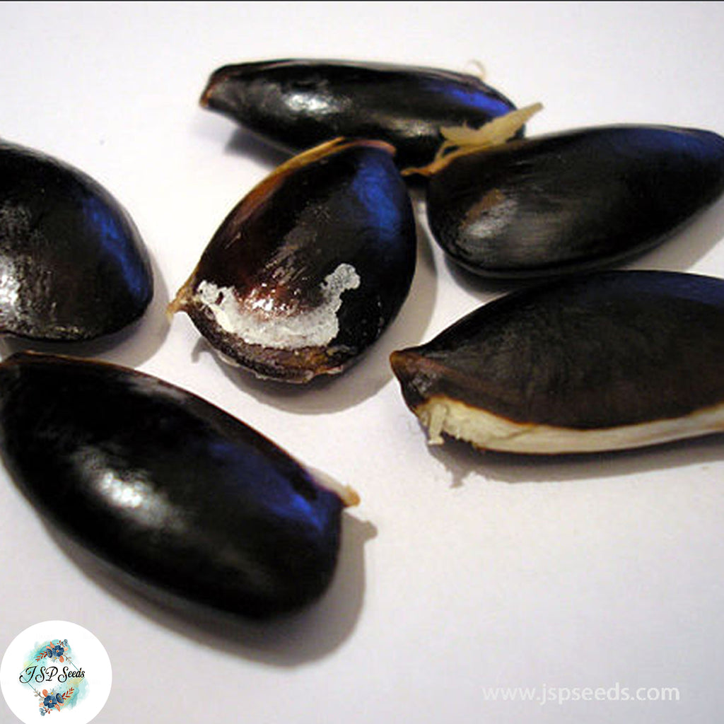 20 Tropical Giant Spodilla Manilkara achras Fosberg Thai Sapodilla ...