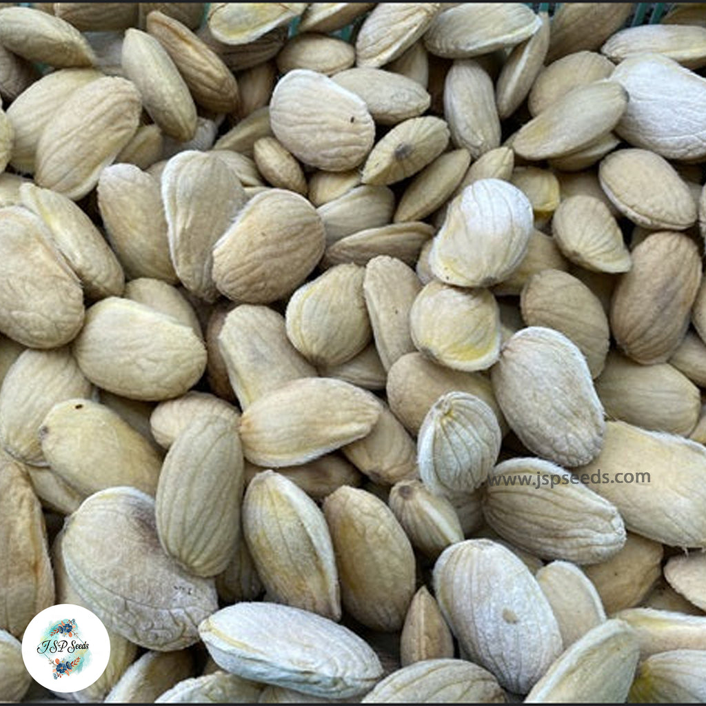 5 Thai Yellow Sweet Nam Dok Mai Mango Seeds (Asia Fruit) Delicious Man ...