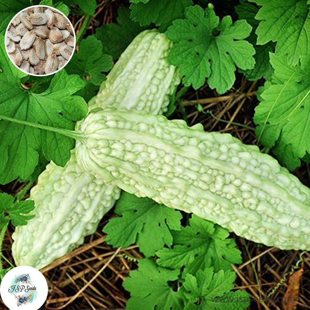 30 White Pearl Bitter Melon Chinese Bitter Gourd Indian Seeds (Asia Ve ...