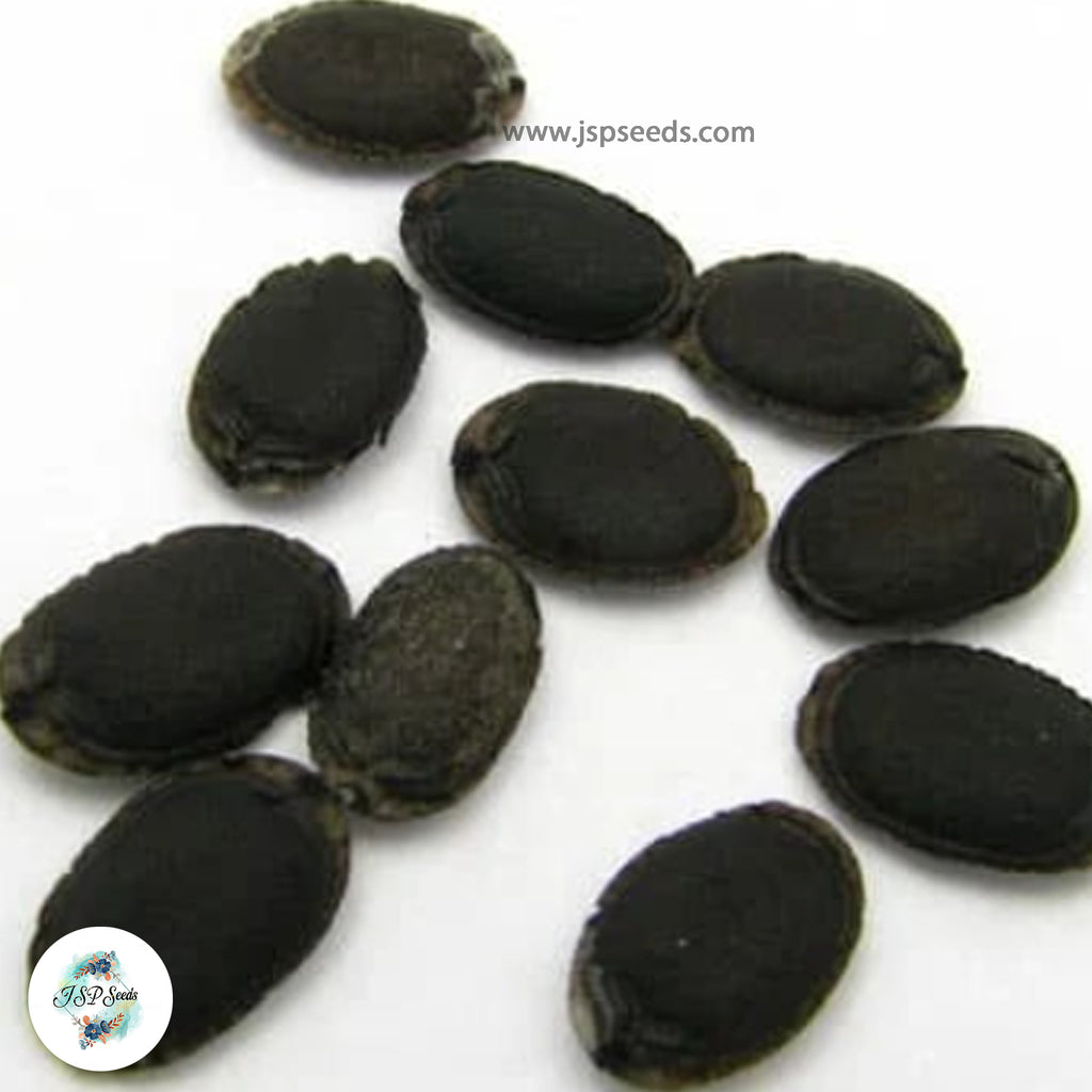 50 Snake Gourd Trichosanthes anguina Linn Seeds | Asia Vegetable – JSPSeeds